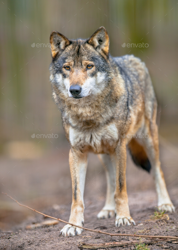 Grey Wolf Photography